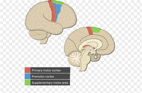 Brain Visual Cortex Cerebral Primary Motor Premotor Png Image Pnghero