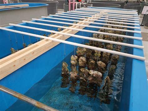 경기도 생산성 저하 김 양식 경기바다 특화 종자 개발 연구