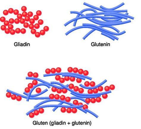 The Structure Of Gluten Diagram Quizlet