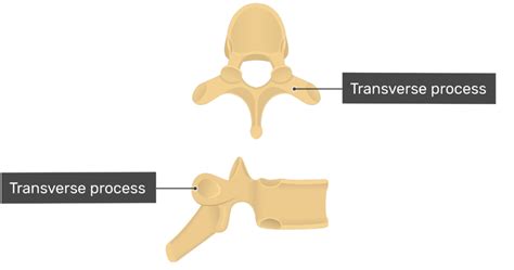 Transverse Process Of Thoracic Vertebrae