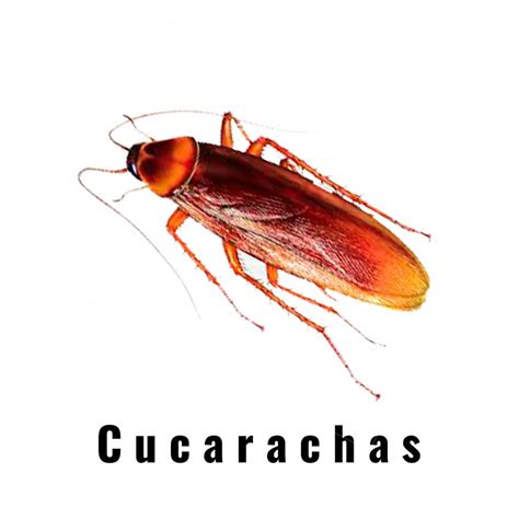 Cucarachas En Castelldefels 🦟 Fumigación Exterminación