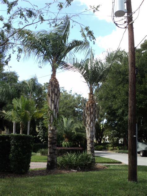 Mature Mule Palms Discussing Palm Trees Worldwide Palmtalk