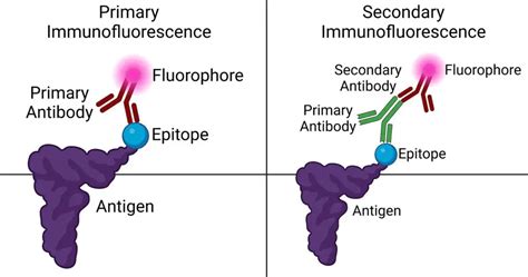 Immunofluorescence Assay Principle Protocol Types Uses Biology Notes Online