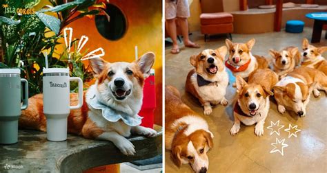 Unlimited Corgi Cuddles And Happy Times Isla Corgis Cafe Siargao Klook