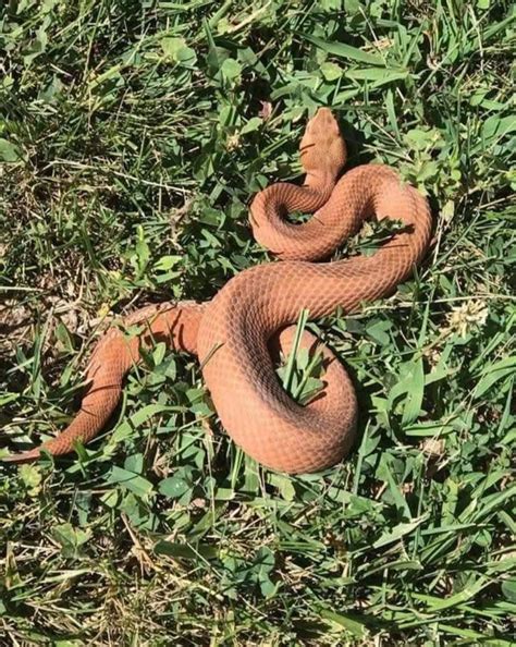 Snake Identification