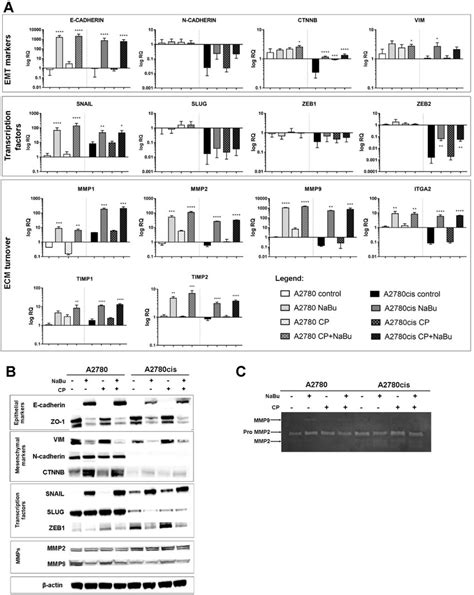 Emt Related Genes And Proteins Expression Gene Expression Of Emt Download Scientific Diagram