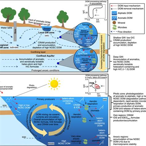 Contrasting Dissolved Organic Matter Dom Processing Pathways In Download Scientific Diagram