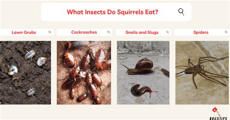 Do Squirrels Eat Insects 14 Bugs They Love To Eat Bugstips