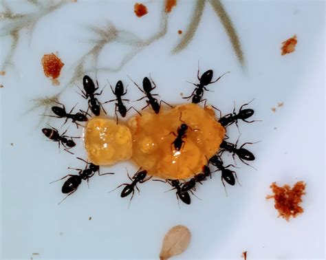 Sugar Ant Queen