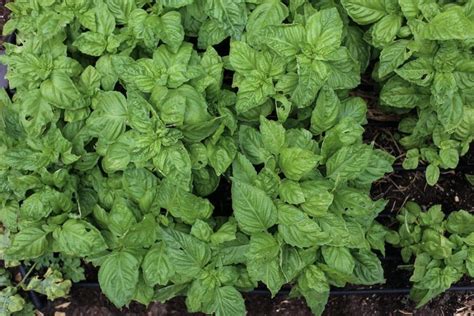 Best Ground Cover Plants For Your Yard Brittany Corporation