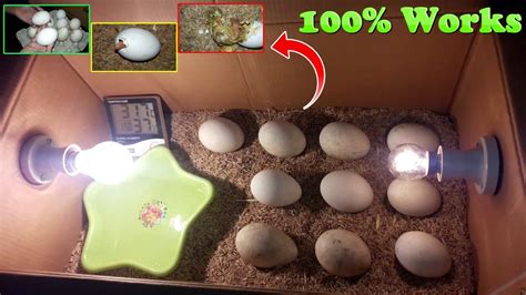 Duck Egg Hatching Process