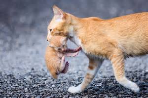 Moma Cat Not Grooming Kittens