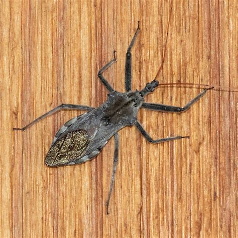 Arilus Cristatus Bugguide Net