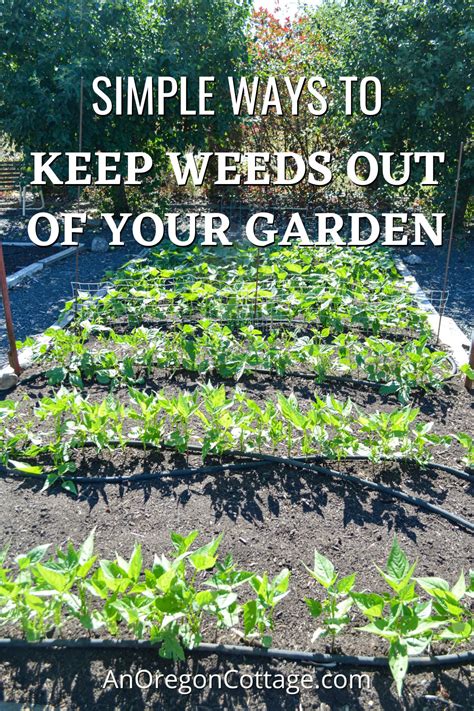 Best Way How To Prevent Weeds In Garden Beds Easily