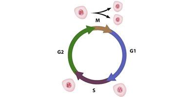 Fuente Concepto De Ciclo Celular