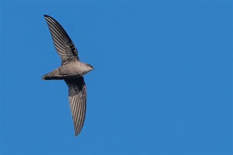 Bird Of The Week 2024 Chimney Swift Ocala Gazette