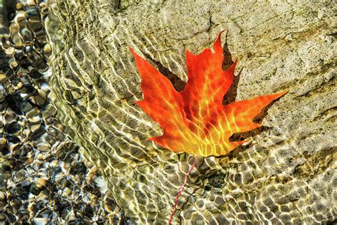 Submersed Maple Leaf With Brilliant Jeweled Patterns Photograph By