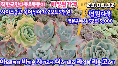 명원다육13천짤 2포트5천세일된가격으로 사이즈좋고 묵은아가들바위솔브레이브자라고사핑클루비골든글로우천우엽변경라일락더스티로즈온슬로우 Youtube