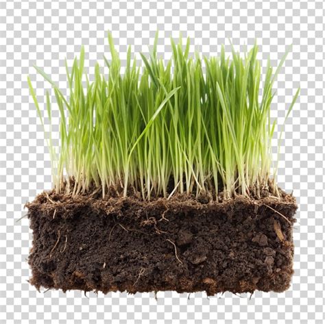 Planted Field Psd 100 High Quality Free Psd Templates For Download