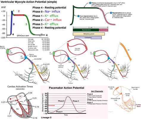 Diagram Of Cardiac Conduction Systemelectrophysiology Quizlet