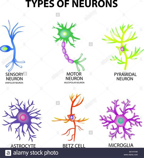 Neuron Structure Artofit
