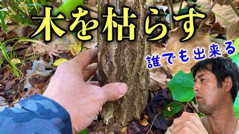 この木無くしたい木の枯らし方木を枯らす方法を解説 YouTube
