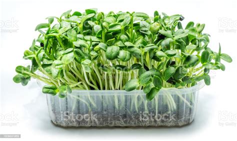 해바라기의 발아 씨앗 흰색 배경에 격리 건강 상의 이점으로 마이크로그린 0명에 대한 스톡 사진 및 기타 이미지 0명