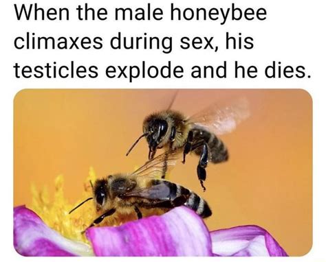When The Male Honeybee Climaxes During Sex His Testicles Explode And