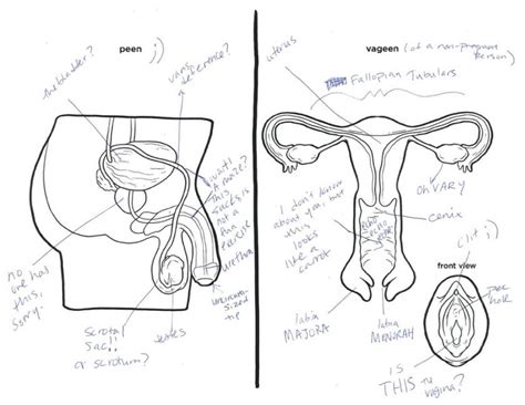The Best Free Reproductive Drawing Images Download From 74 Free