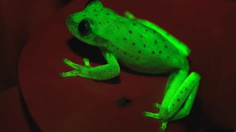 Kuliner Populer Swike Daging Katak Hijau Halal Atau Haram Islami