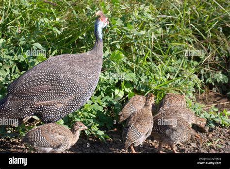 Guinea Fowl Chicks