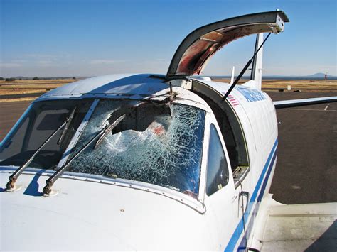 Bird Strikes 3 Dangerous Ways They Harm Aviation Industry