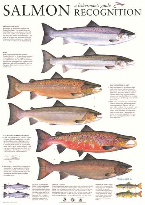 Salmon Identification Forthdsfb