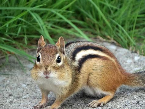 Ground Squirrels Vs Chipmunks What Are The Differences And How To Tell Them Apart