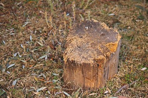 Solid Piece Of Tree Stump Being Used As Wood Chopping Block Stock Image