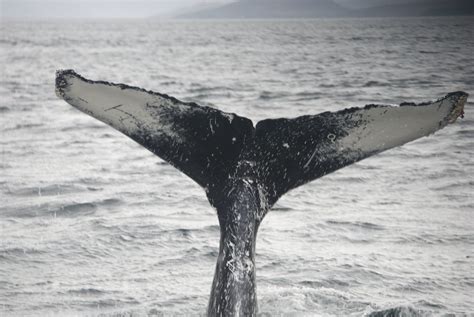 Whale Species In Iceland Gj Travel