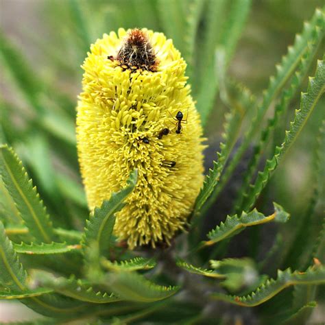 Banksia Attenuata Candlestick Banksia Pikirangi Online Garden Centre