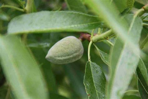 Guide To Growing Almond Trees PlantNet Australia
