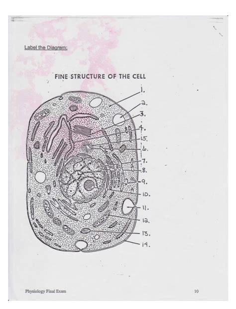 Cell Part 2 Diagram Quizlet