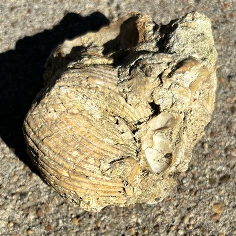 Bivalve Identification Fossil Id The Fossil Forum