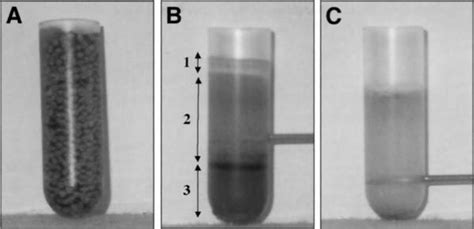 Stages In The Preparation Of Xenopus Egg Extracts A Dejellied