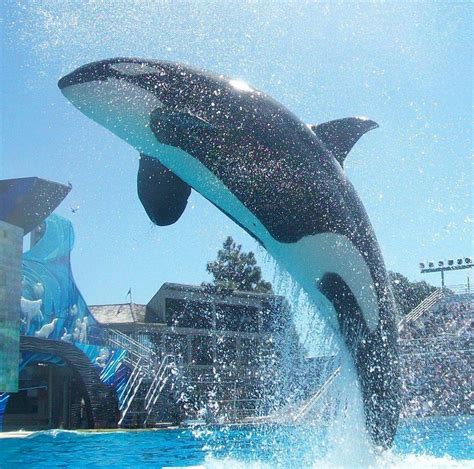 Orca Jumping At Seaworld Orlando Fl
