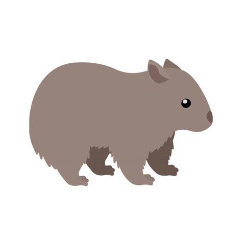 1200 Wombat Stock Illustrations Royalty Free Vector Graphics And Clip