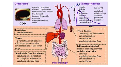 Schematic Diagram Of Constituents Pharmacokinetics And Pharmacology