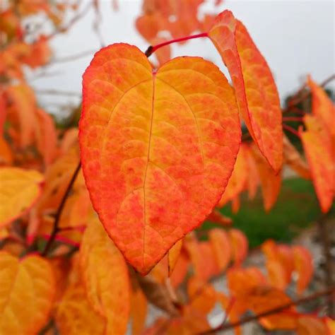19 Trees With Red Leaves A Garden Diary