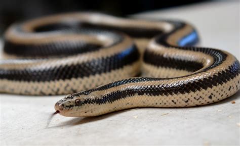 Rosy Boa Care Sheet Artofit