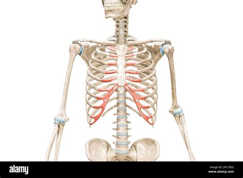 Costal Cartilage In Red Color 3d Rendering Illustration Isolated On White With Copy Space Human