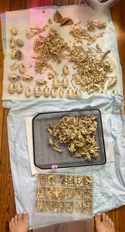 Sorting Bones I Love This Part Rbonecollecting