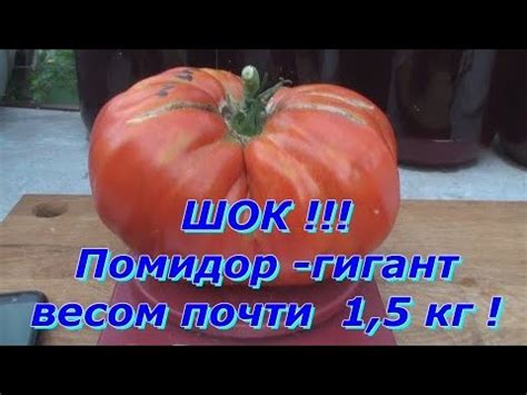 Самый гигантский помидор, который мне когда-либо удавалось вырастить ...