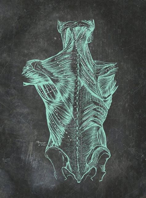 Massage Back Muscle Chart Muscles Diagrams Diagram Of Muscles And Anatomy Charts Back